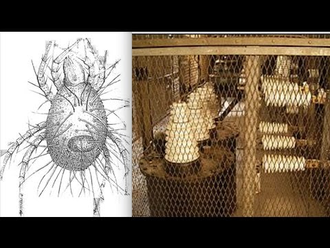 Manifesting Life out of Thin Air, Accidental Spontaneous Life in the ...