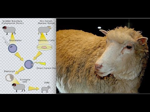 China Clones Monkeys, Designer Babies & DNA Modification with GMO ...